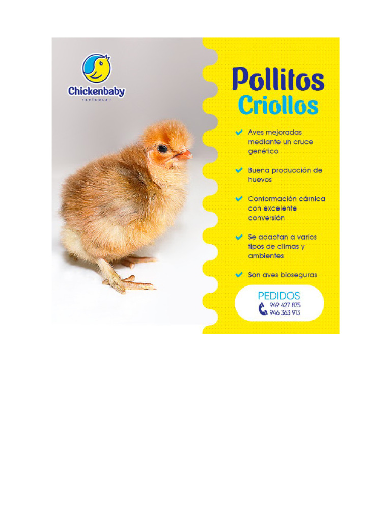 Pollitos Criollos | PDF