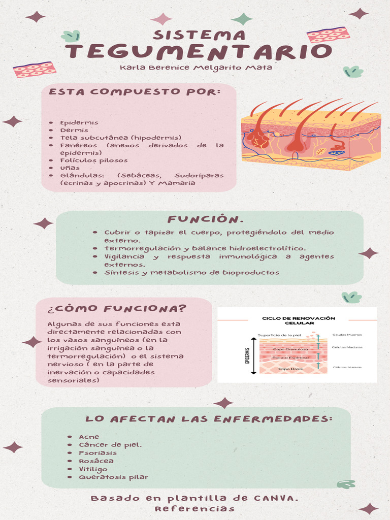 Infografía Sistema Tegumentario. | PDF