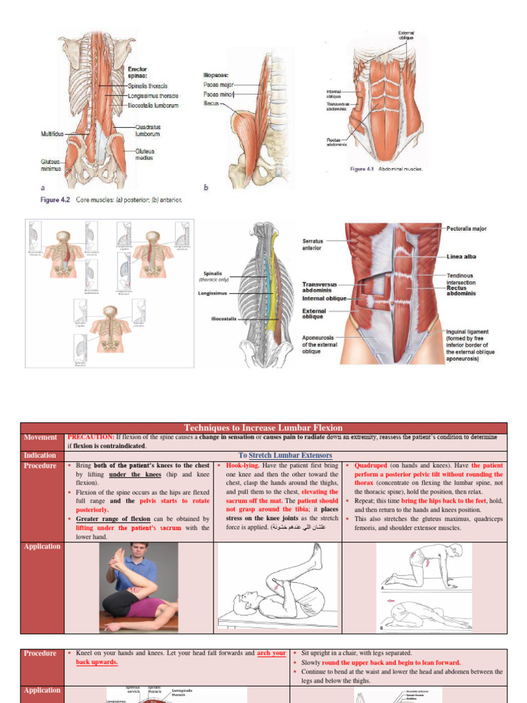 Trunk Stretching Exercise | PDF | Anatomical Terms Of Motion | Pelvis