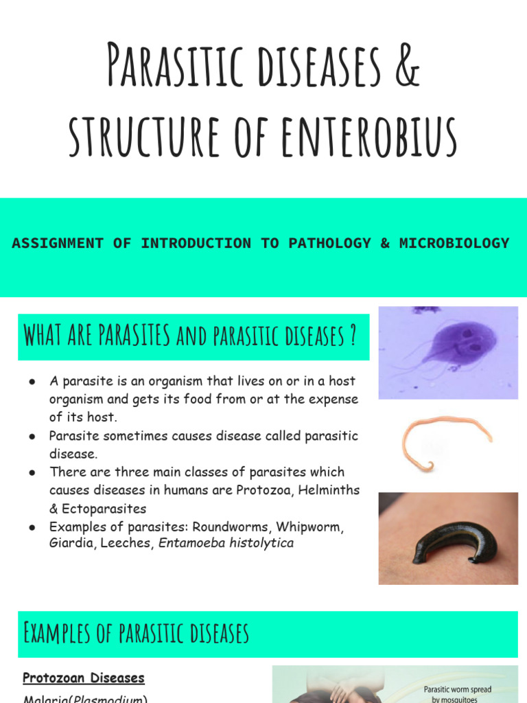 Parasitic Diseases & Structure of Enterobius | PDF | Parasitism | Infection