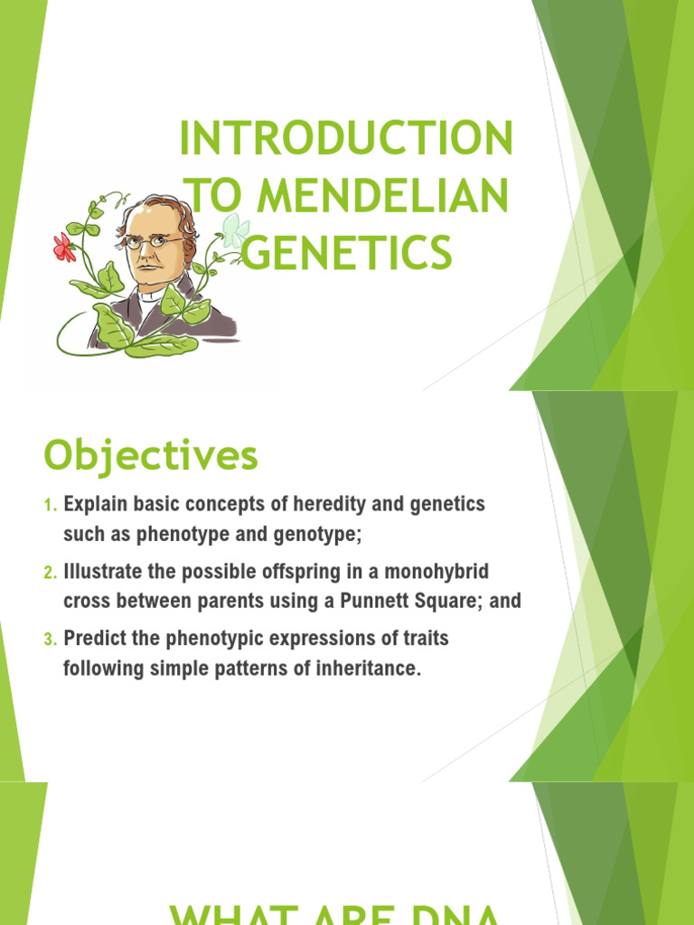 MENDELIAN-GENETICS-SLIDES | PDF | Genotype | Dominance (Genetics)