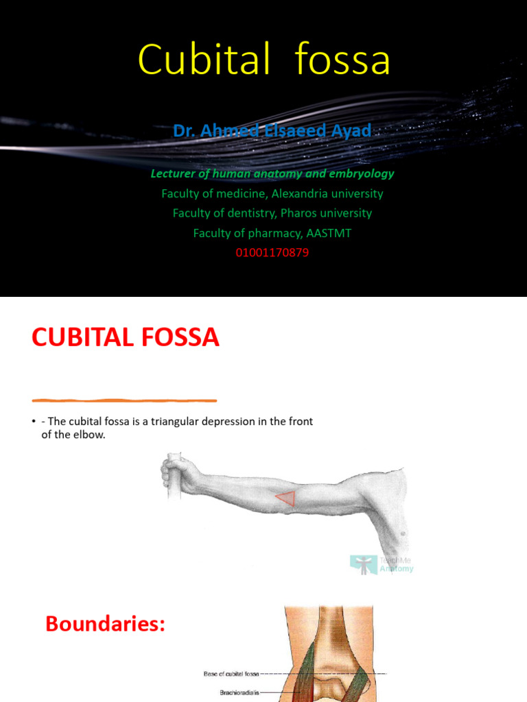cubital fossa | PDF | Arm | Elbow