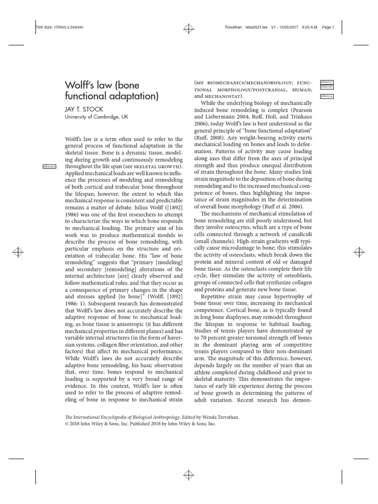 083 Stock2018WolffsLaw | PDF | Bone | Musculoskeletal System
