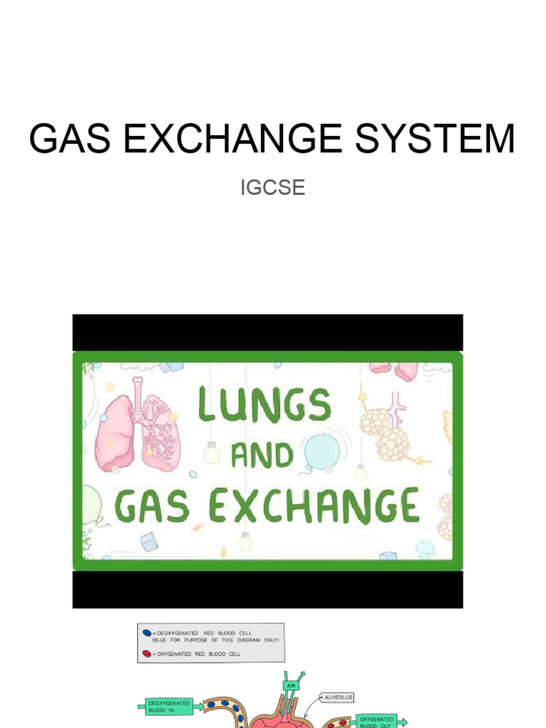 GAS EXCHANGE SYSTEM | PDF | Breathing | Thorax