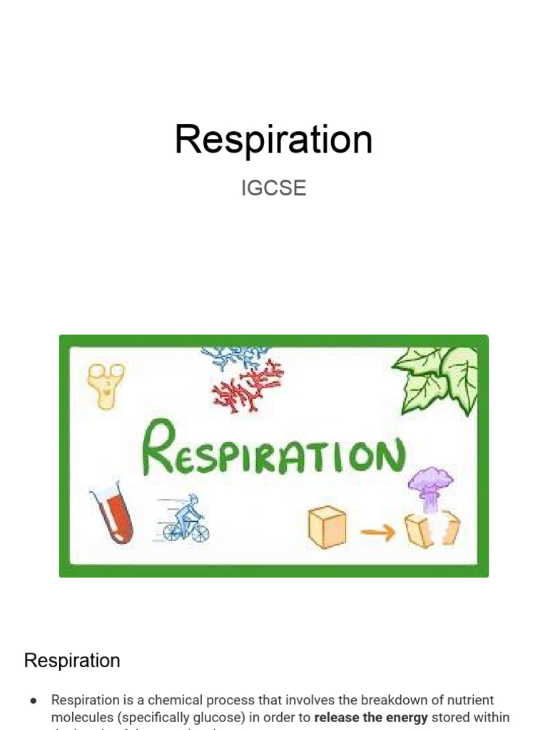 Respiration IGCSE | PDF | Cellular Respiration | Biochemistry