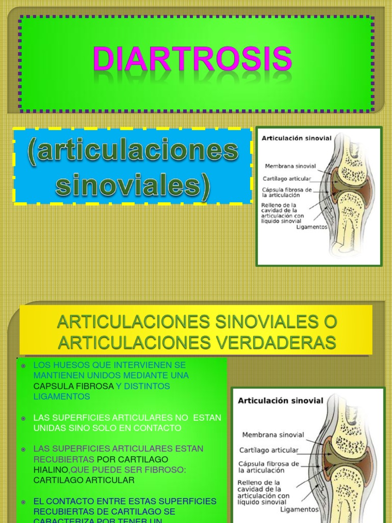 Diartrosis... Expo Histologia | PDF | Articulación | Cartílago
