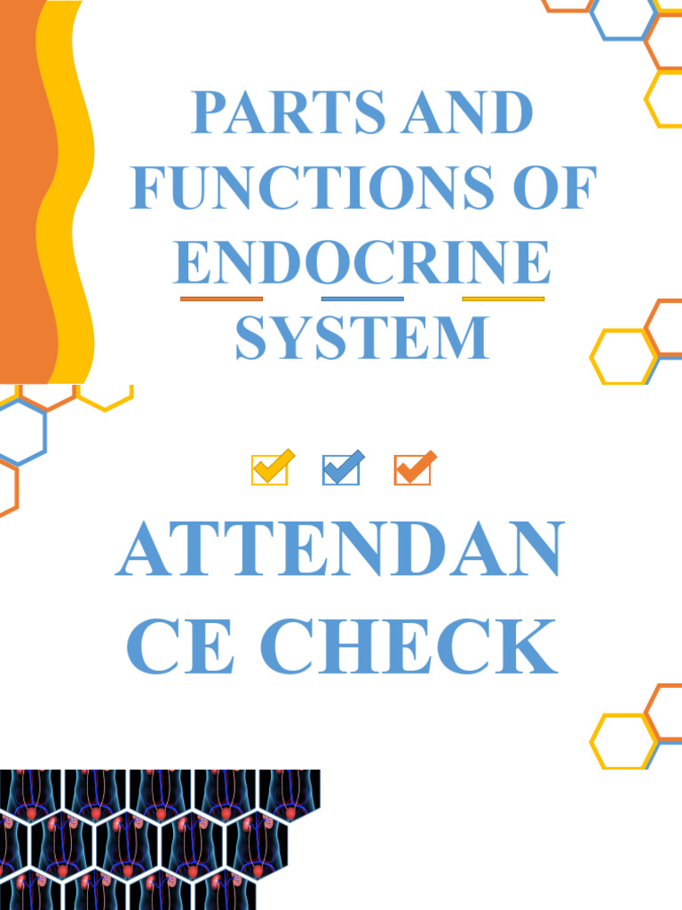 Endocrine System | PDF | Pancreas | Menstrual Cycle