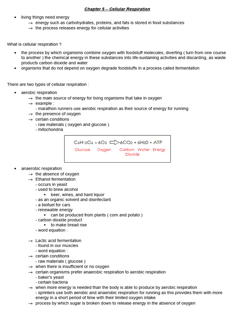 Cellular Respiration Basics | PDF | Cellular Respiration | Glucose