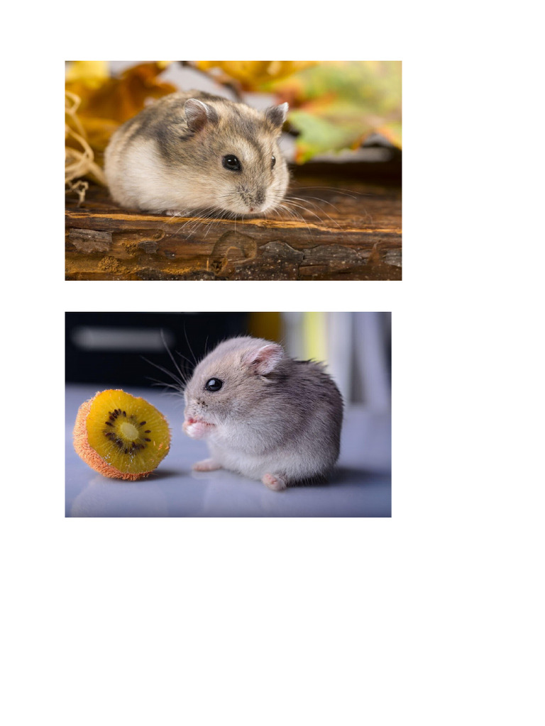 Chomik Obrazek | PDF