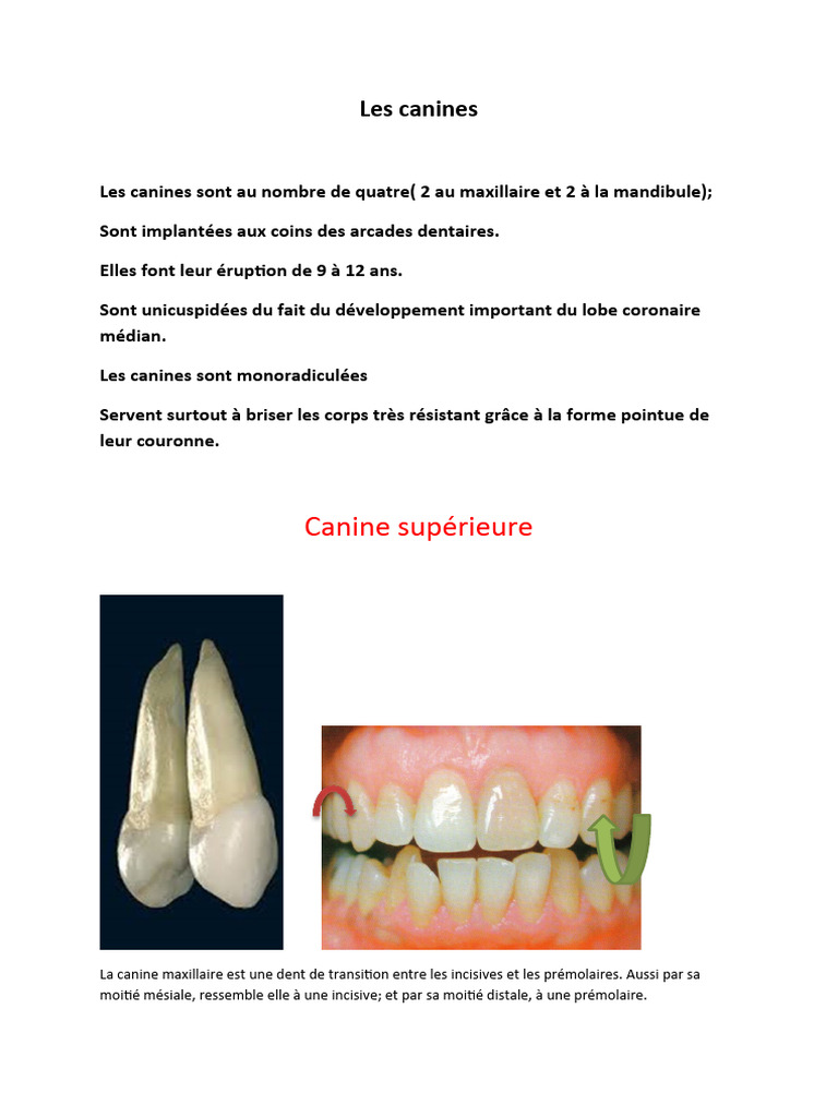 Morphologie des canines humaines | PDF | Dent | Dent humaine