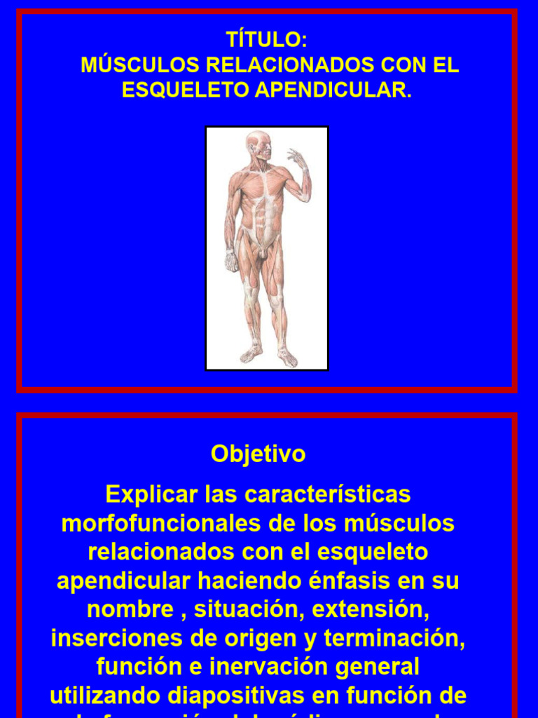 Conferencia Músculos de Los Miembros Morfo II | PDF | Mano | Sistema musculoesquelético