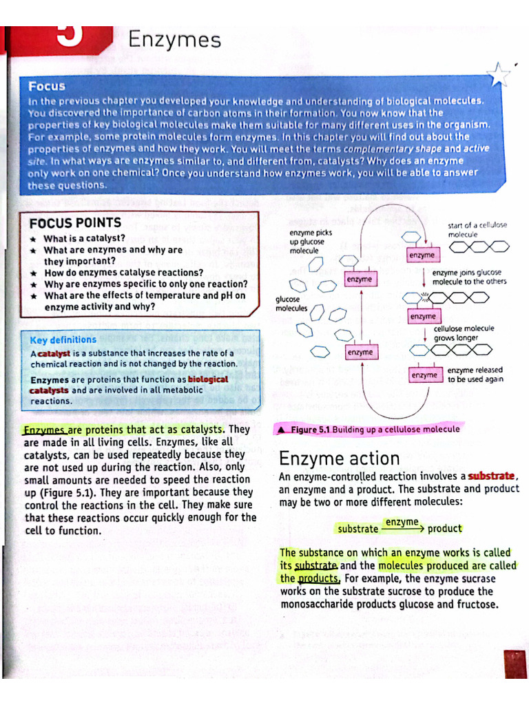 biology Enzymes | PDF