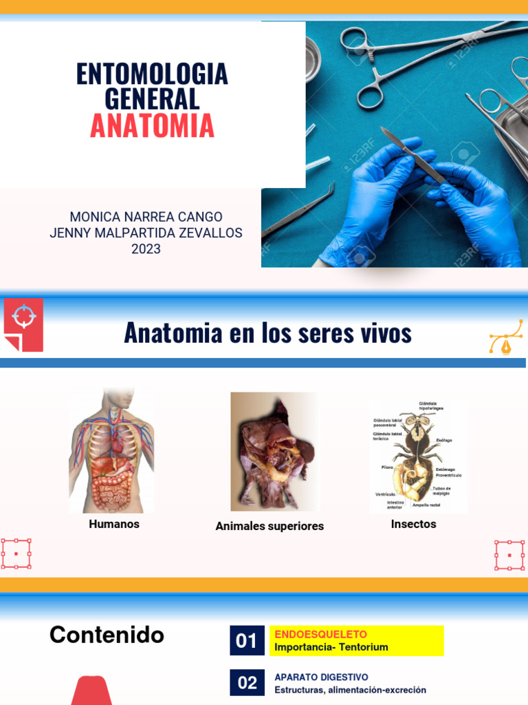 Anatomia de Insectos | PDF | Sistema respiratorio | Respiración