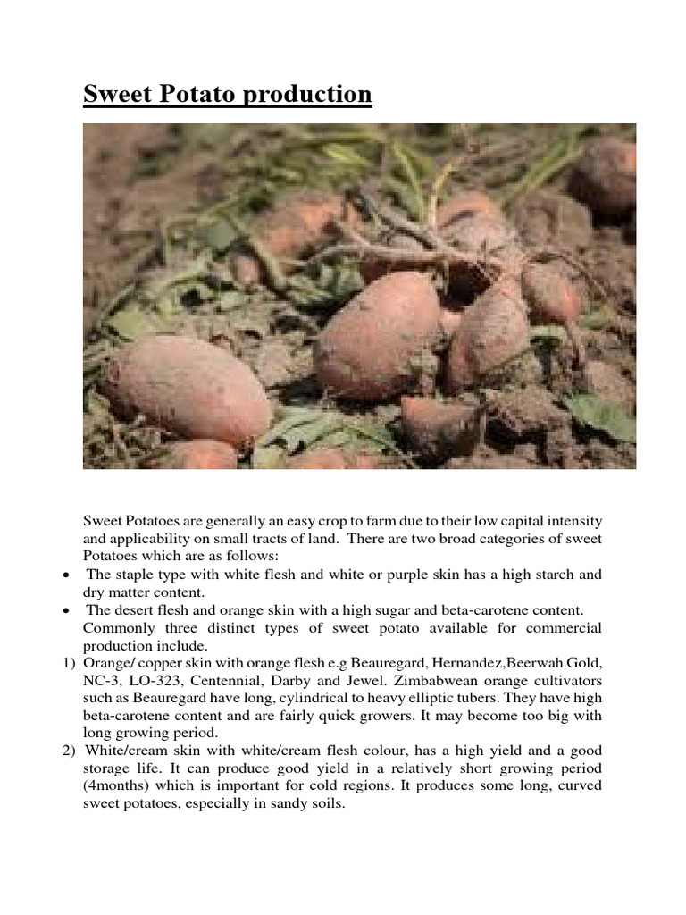 Sweet Potato Farming Guide for Kenya | PDF | Potato | Soil