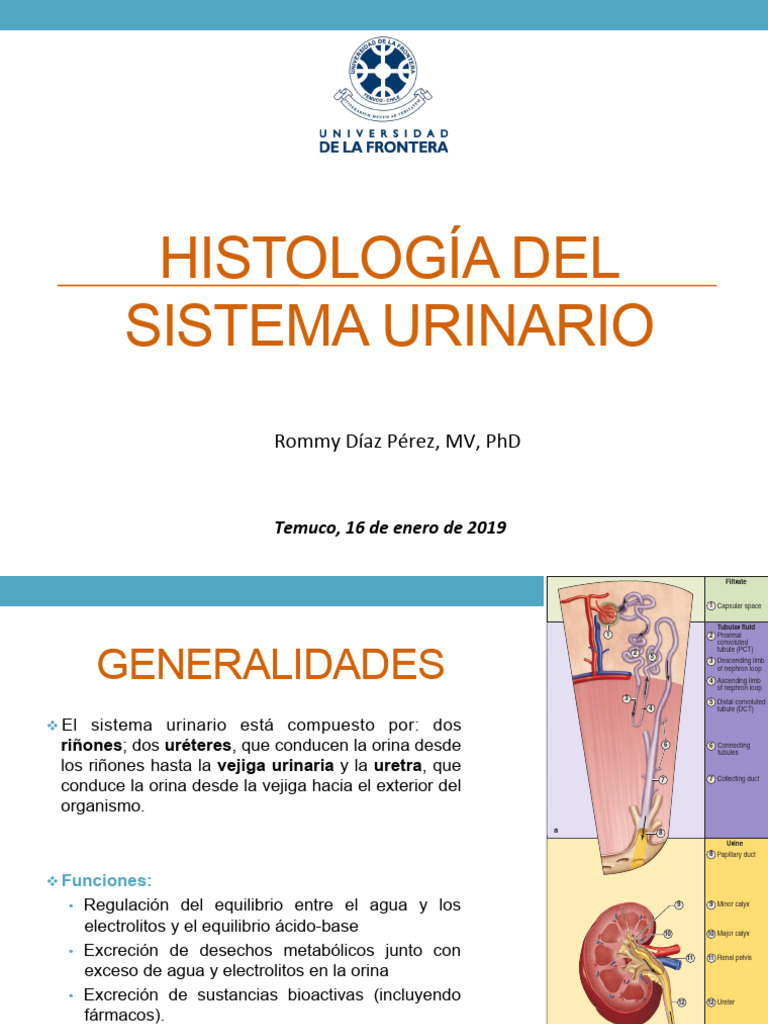 URINARIO | PDF | Riñón | Sistema urinario