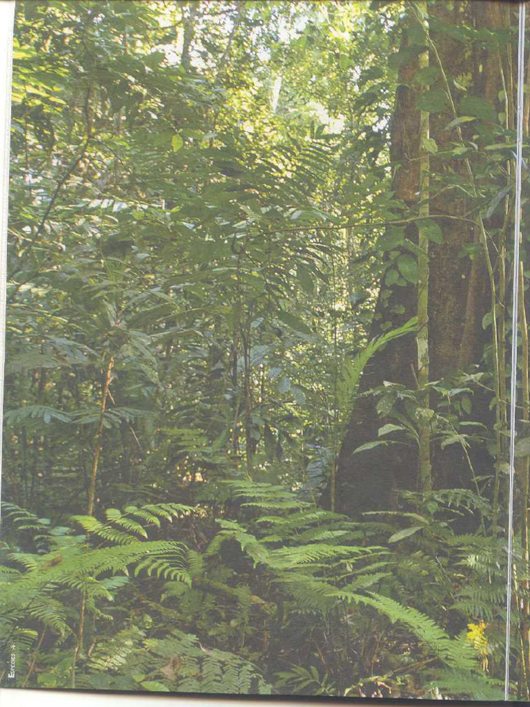 Los Helechos, Fieles Testigos de Un Pasado Milenario | PDF