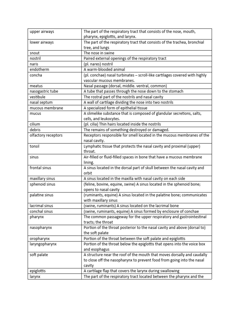 Anatomy of the Respiratory System | PDF | Respiratory Tract | Lung