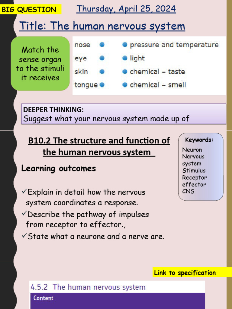 B10.2 The Structure and Function of The Human NS | PDF | Neuron ...