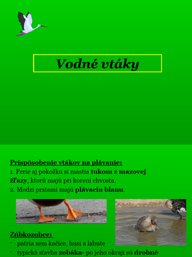 01 Vodné Vtáky 1.časť | PDF