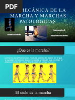 Marcha Steppage: Causas y Tratamiento | PDF | Electromiografia ...