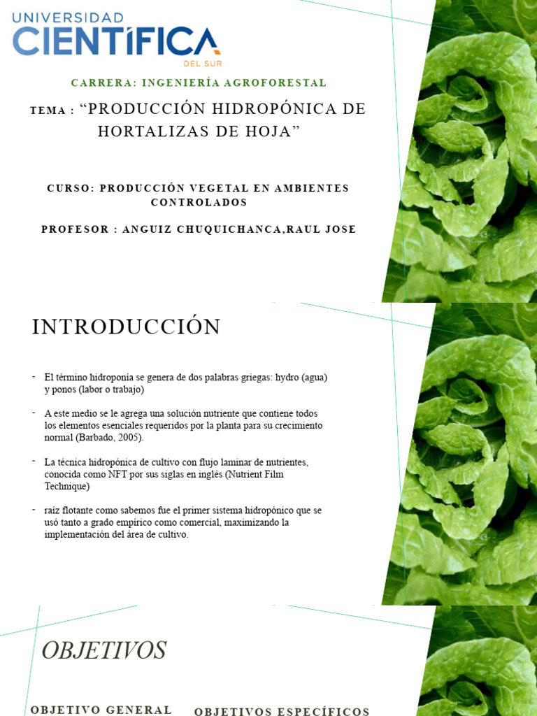 PRODUCCIÓN HIDROPÓNICA DE HORTALIZAS DE HOJA. PPT FINAL. Alvarez ...