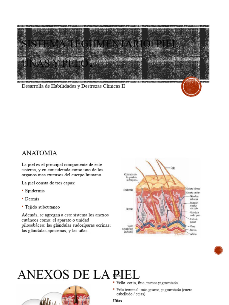 Semana 2-Piel | Descargar gratis PDF | Piel | Sistema tegumentario