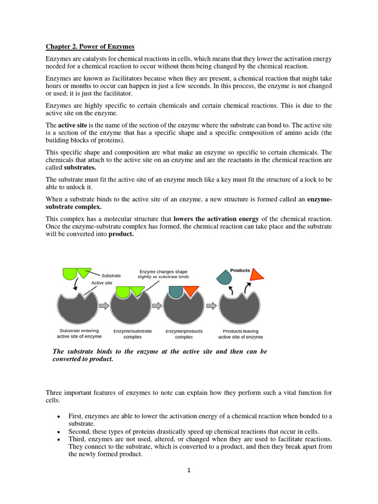 Chapter 2. Enzyme | PDF | Enzyme | Active Site