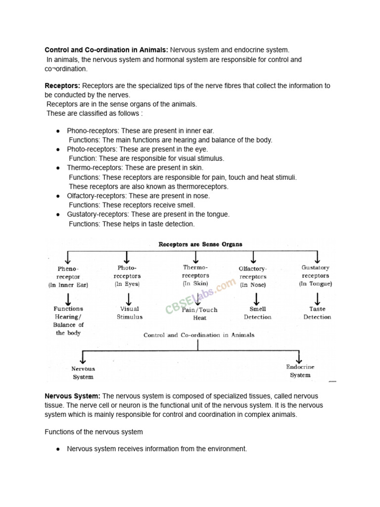 Control and Co-Ordination in Animals Nervous System and Endocrine ...
