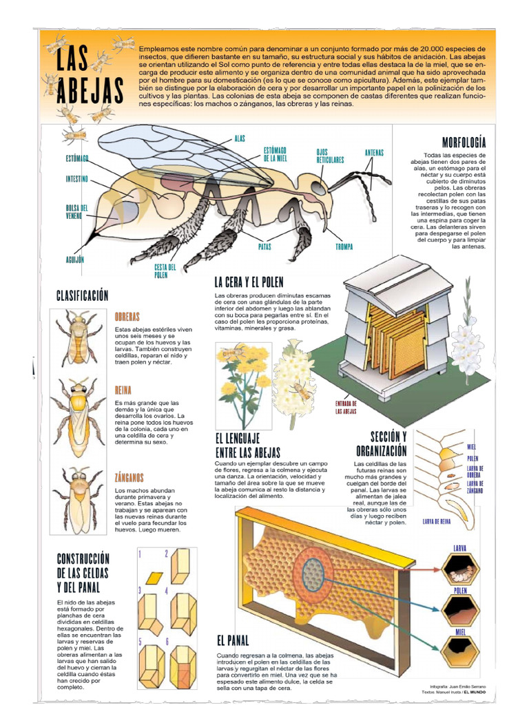 ¿Comprension Lectora Animales 1-9 | PDF