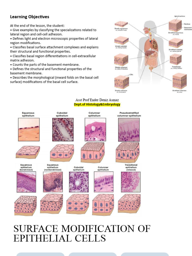 2 Basal Lateral Apical modifications and Connective tissue | PDF | Cell ...