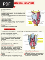 Celda Parotídea y Glandula Parotida RESUMEN | PDF ...