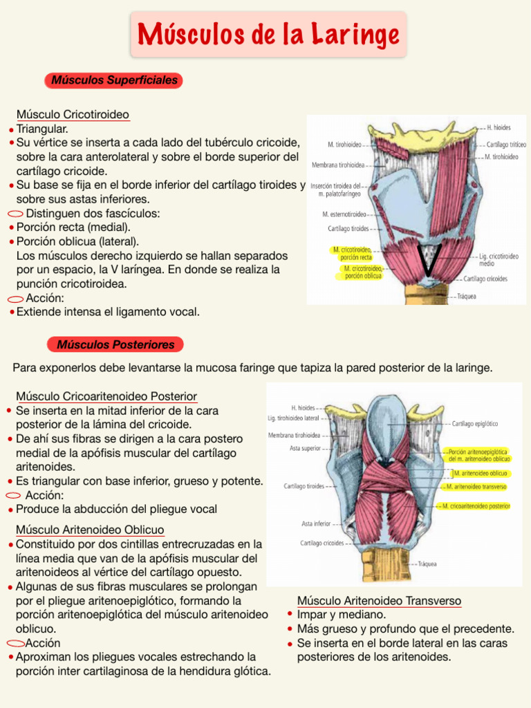 Músculos de la Laringe | PDF | Laringe | Anatomía humana