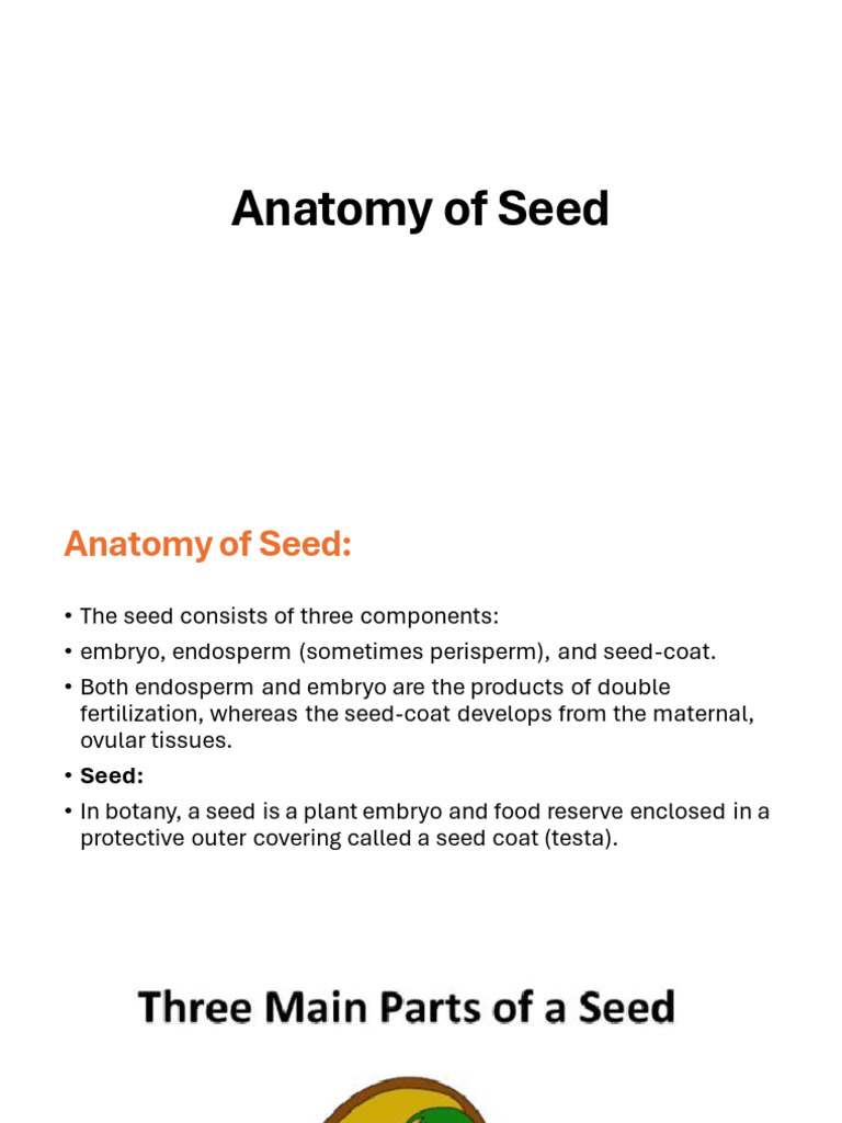 Anatomy of Seed | PDF | Seed | Germination