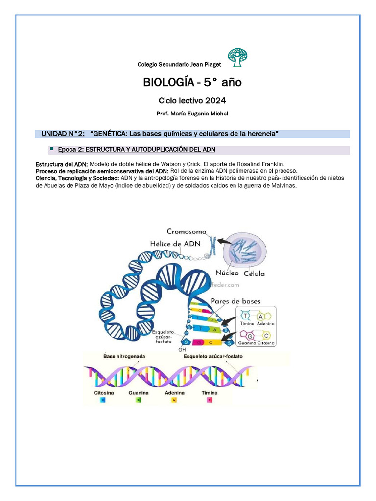 Apunte ADN - Época 2 - 2024 | PDF | Adn | Replicación De Adn