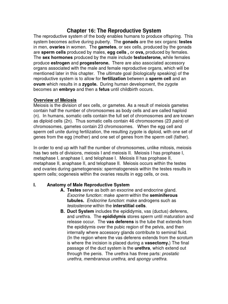 Chapter 16 Reproductive System | PDF | Meiosis | Menstrual Cycle