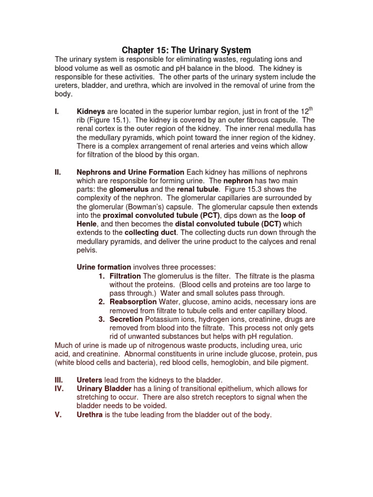 Overview of the Urinary System Functions | PDF | Kidney | Urinary System