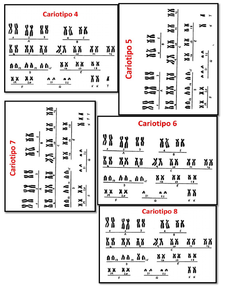 Cariotipos | PDF