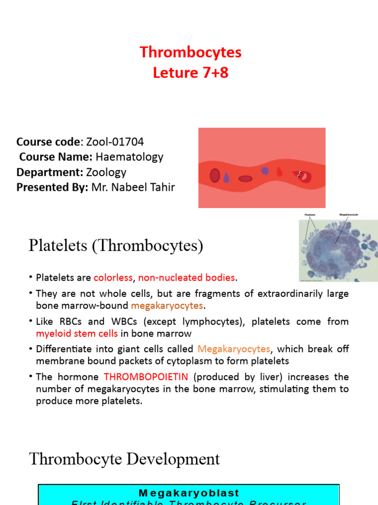 Thrombocyte Structure and Function Overview | PDF | Coagulation | Platelet