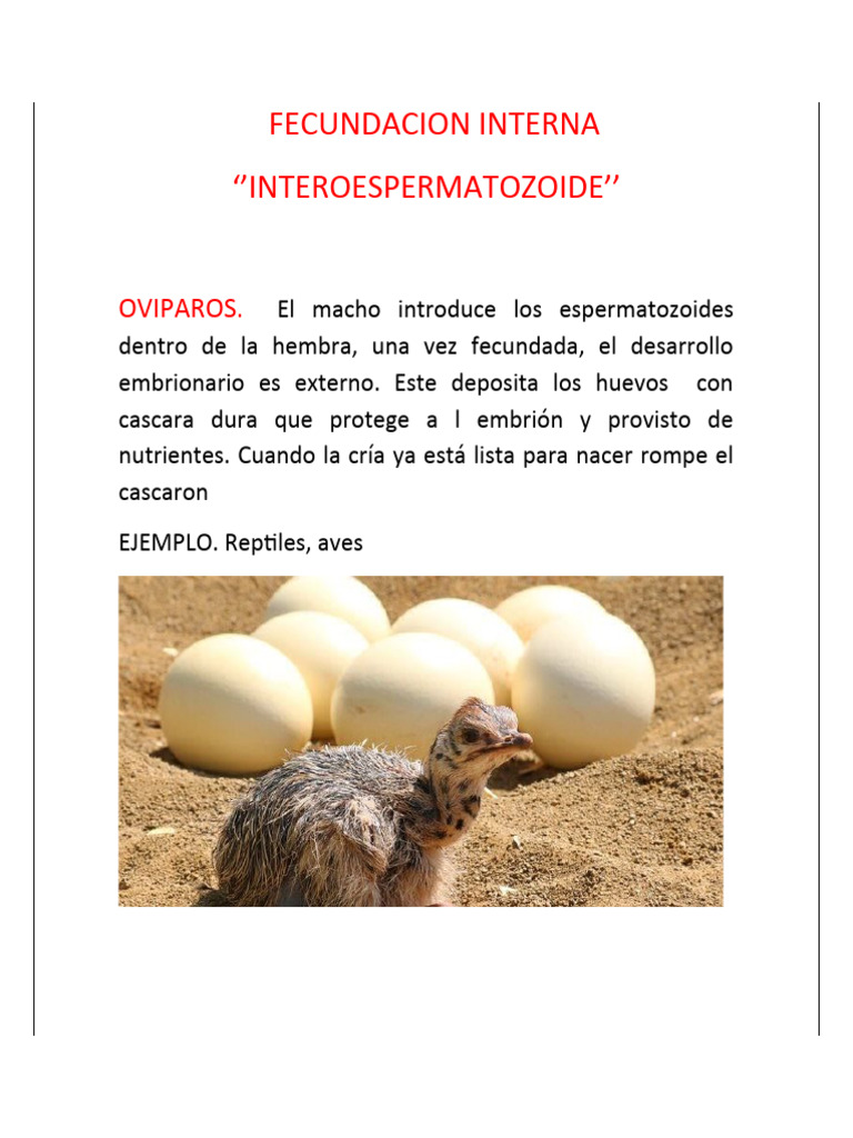 Fecundacion Interna | PDF