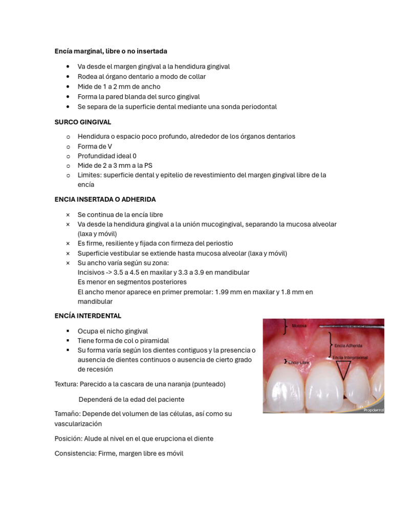 Apuntes de Periodoncia | Descargar gratis PDF | Hueso | Diente humano