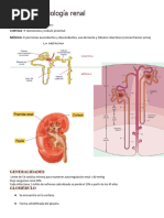 Anatomía y Función Del Túbulo Contorneado Distal (Autoguardado) | PDF ...