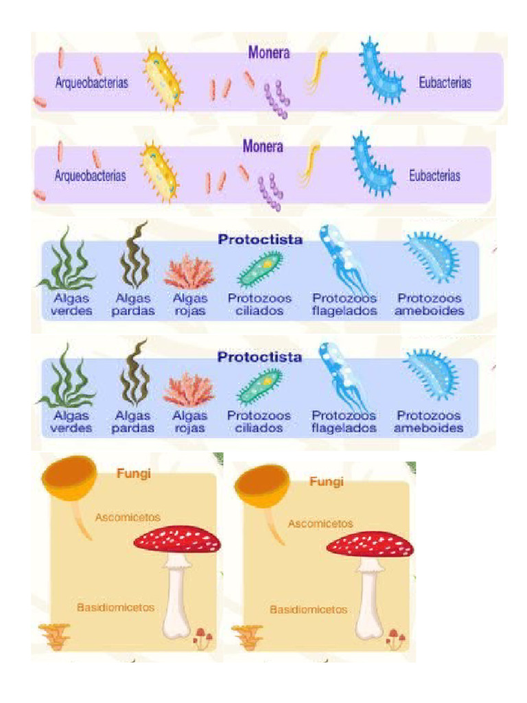 Reino Fungi, Monera, Protoctista PDF | PDF