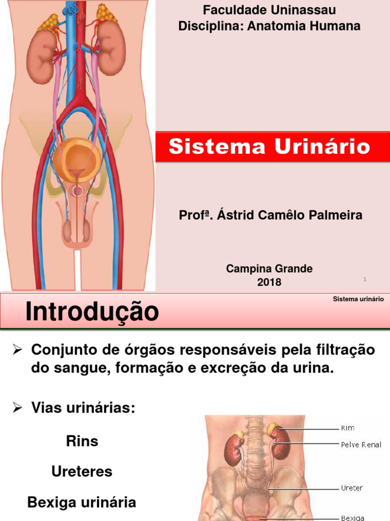 Aula 9 - Sistema Urinário e Sistemas Reprodutor Masculino e Feminino | PDF | Rim | Próstata