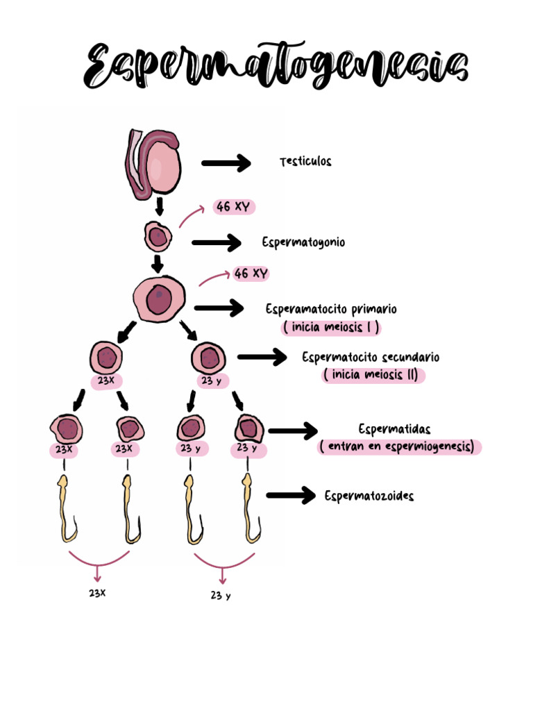Dibujo de Espermatogénesis | PDF