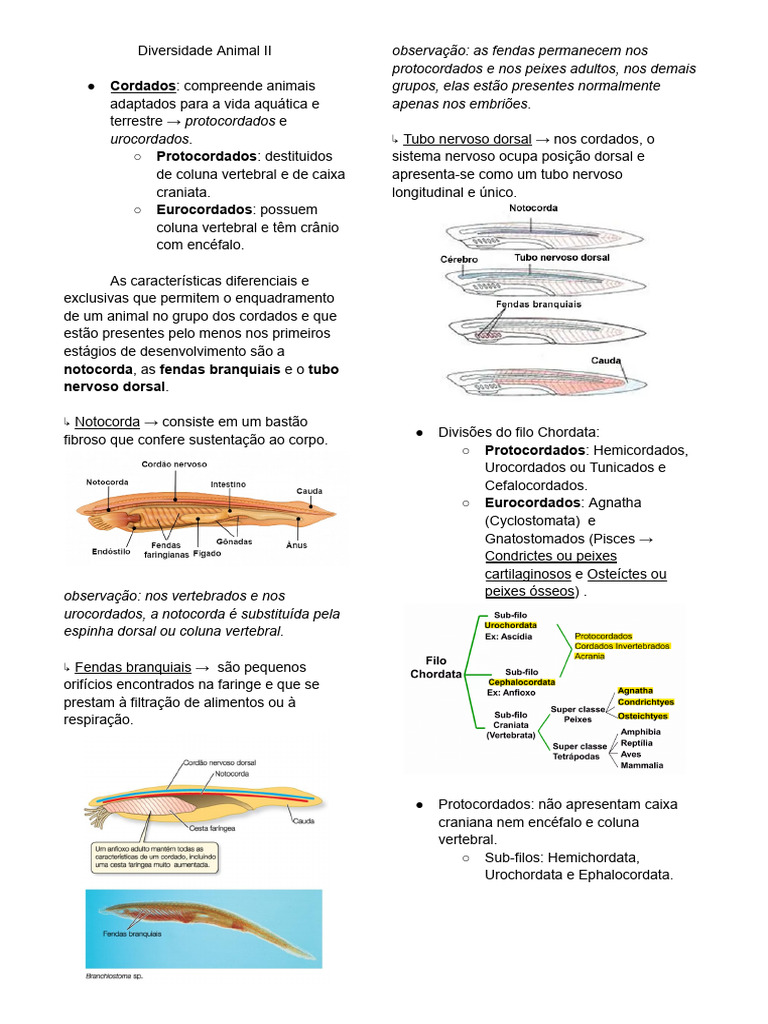 Características dos Cordados e Diversidade | PDF | Zoologia
