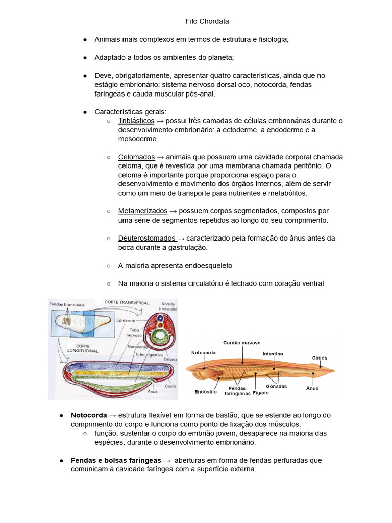 Características do Filo Chordata | PDF | Zoologia | Biologia