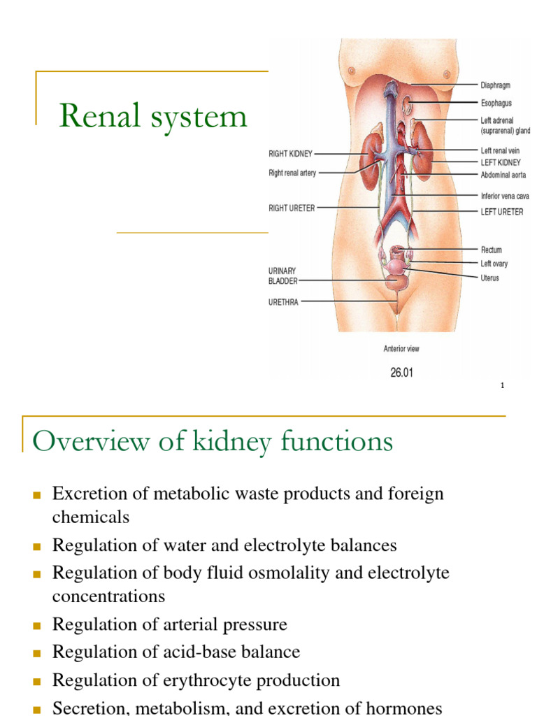 3 Renal Physiology | PDF | Kidney | Angiotensin