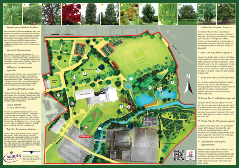 woking park treetrail | PDF | Trees | Sequoia Sempervirens