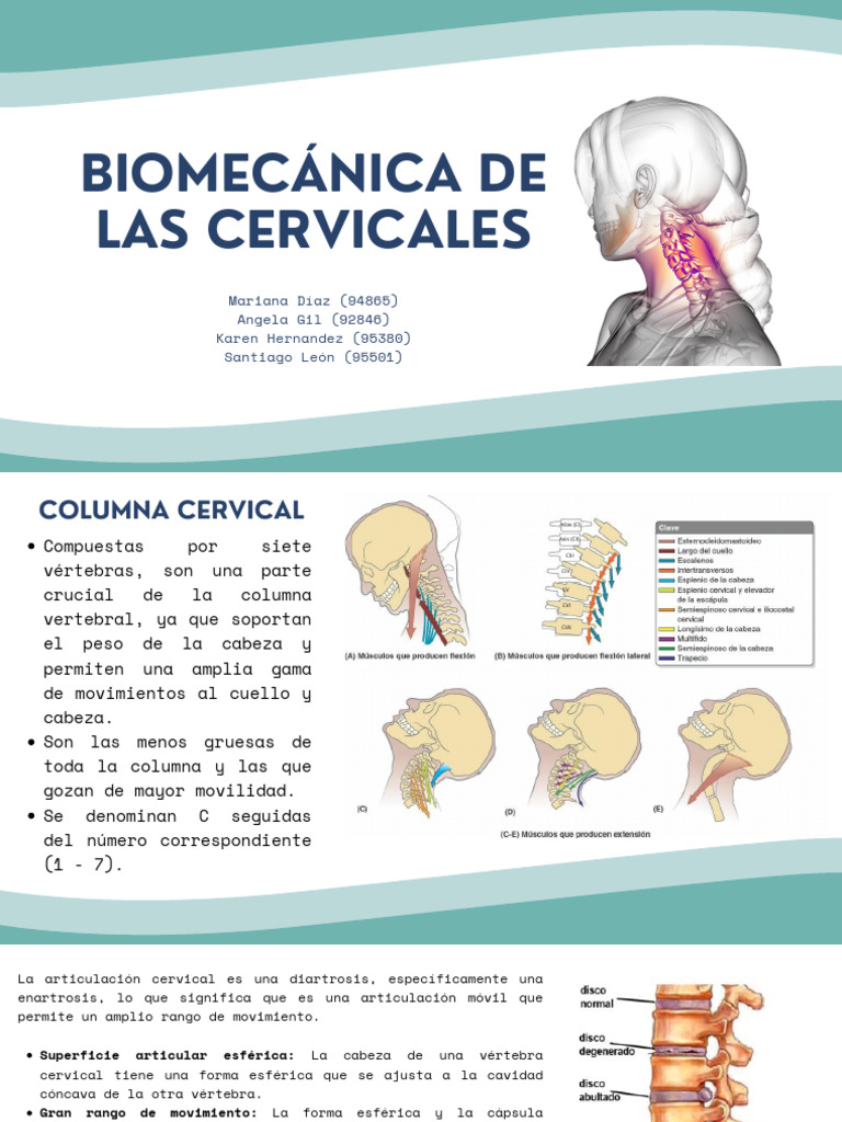 Biomecánica de Las Cervicales | PDF | Articulación | La columna vertebral