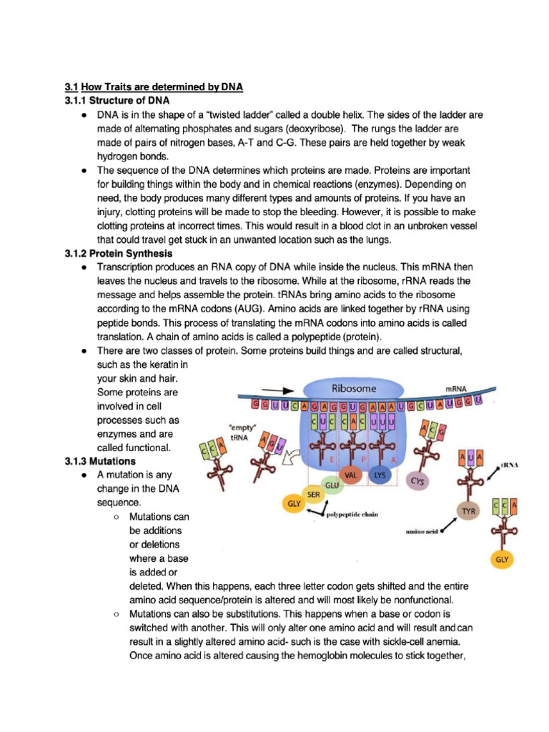 Biology Chapter 3 Study Guide | PDF